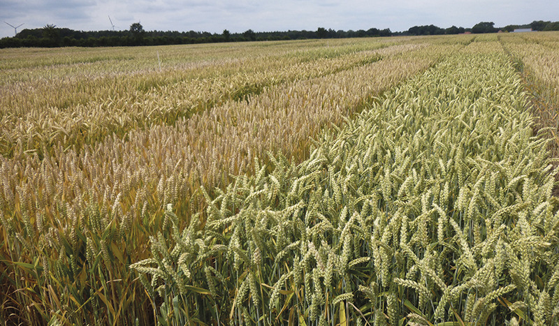 Wheat variety selection: Varieties in the hardiness test